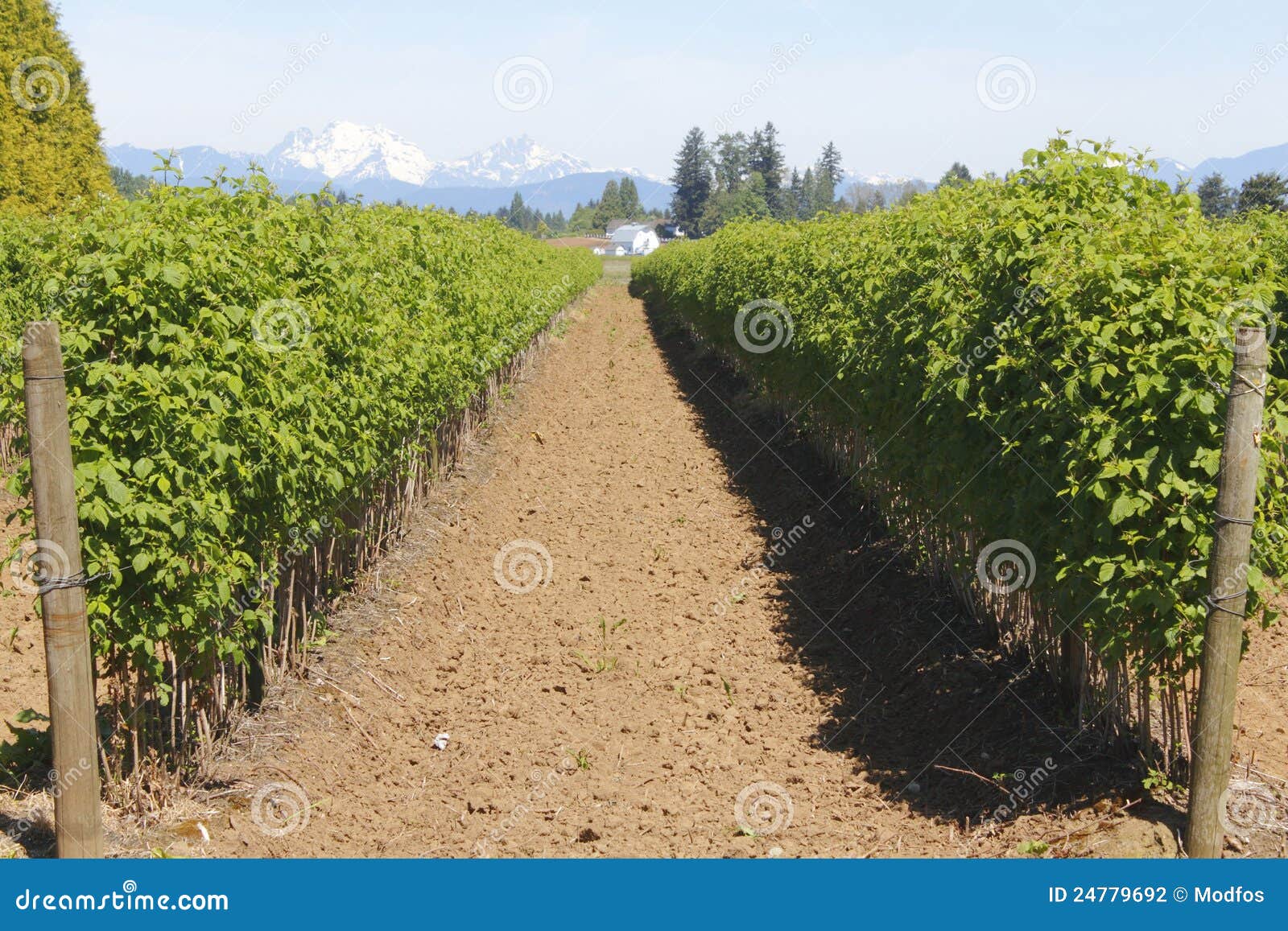 Rows of Spring Strawberry Bushes Stock Photo - Image of growing ...