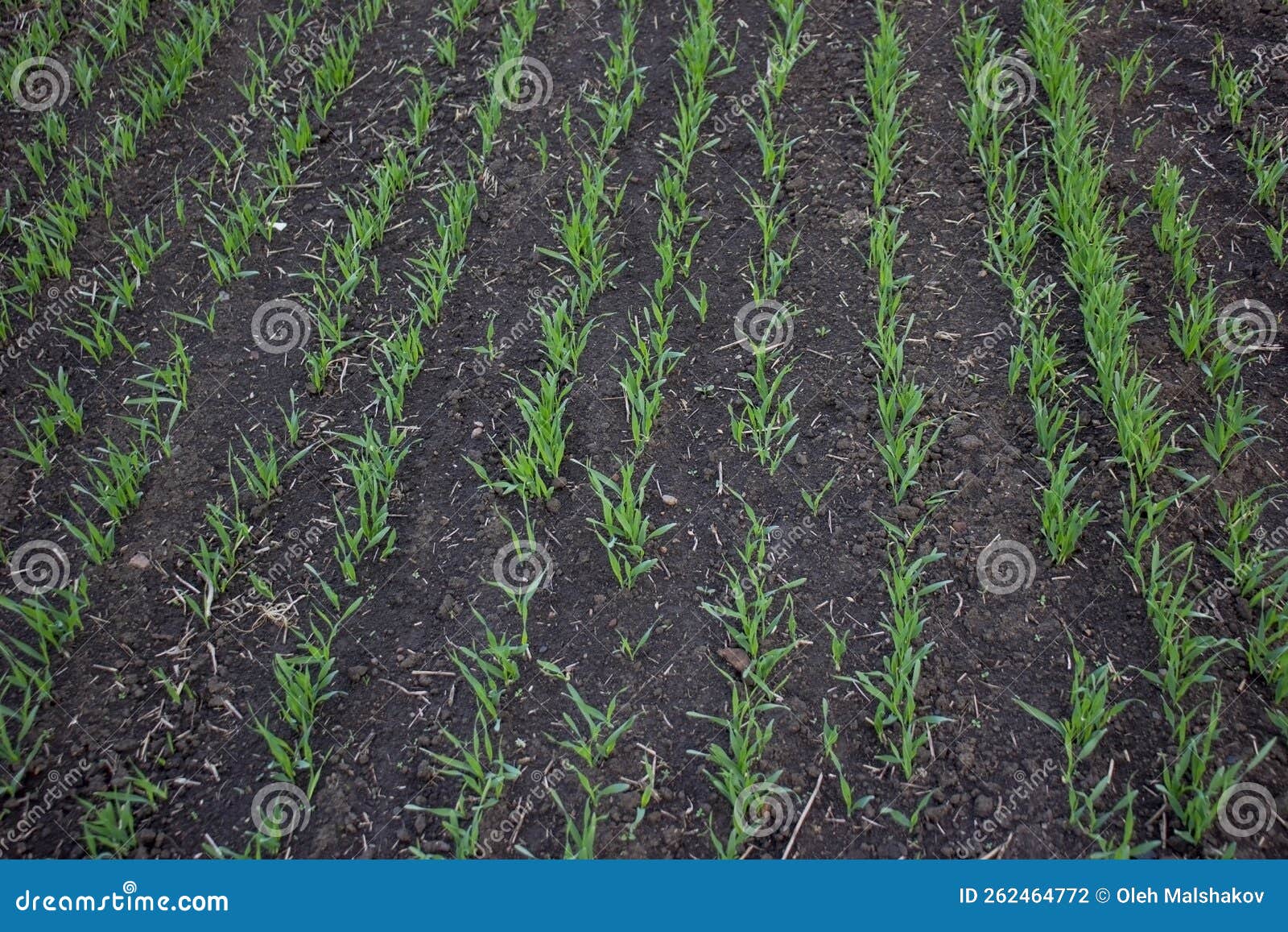 Rows of Spring Young Barley. Stock Photo - Image of environment ...