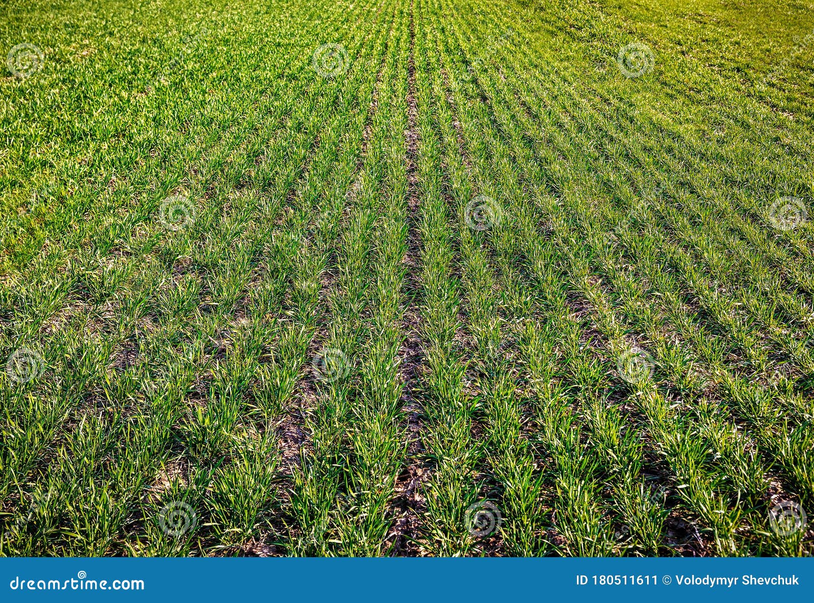 Rows of sprouted grass stock image. Image of harvest - 180511611
