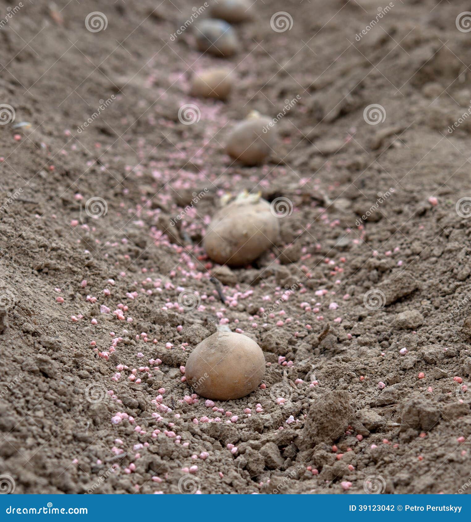 Rows of sprouting stock photo. Image of diet, potato - 39123042