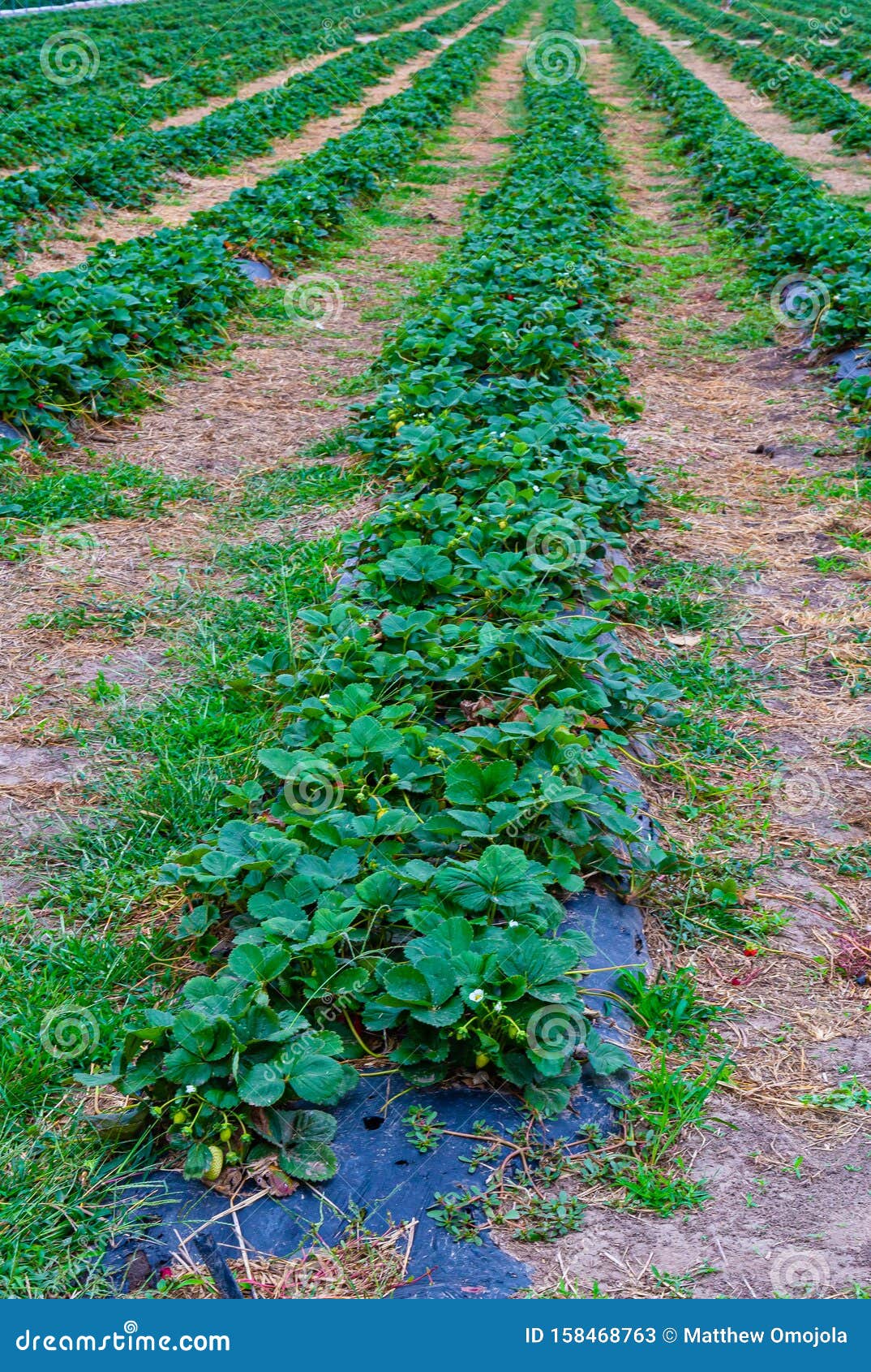 Rows of Strawberry Bush in a Farm Stock Image - Image of strawberries ...