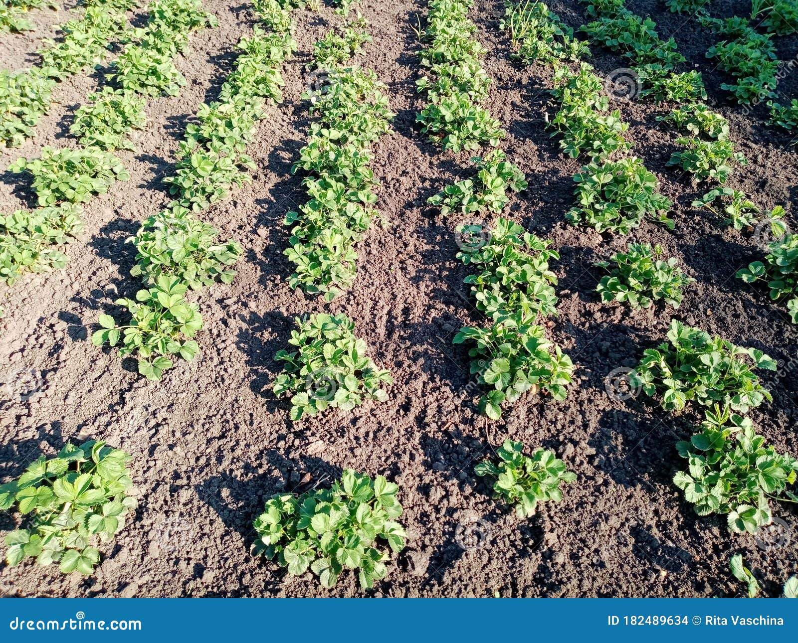 Rows of Strawberry Bushes. Strawberry Field Stock Photo - Image of ...