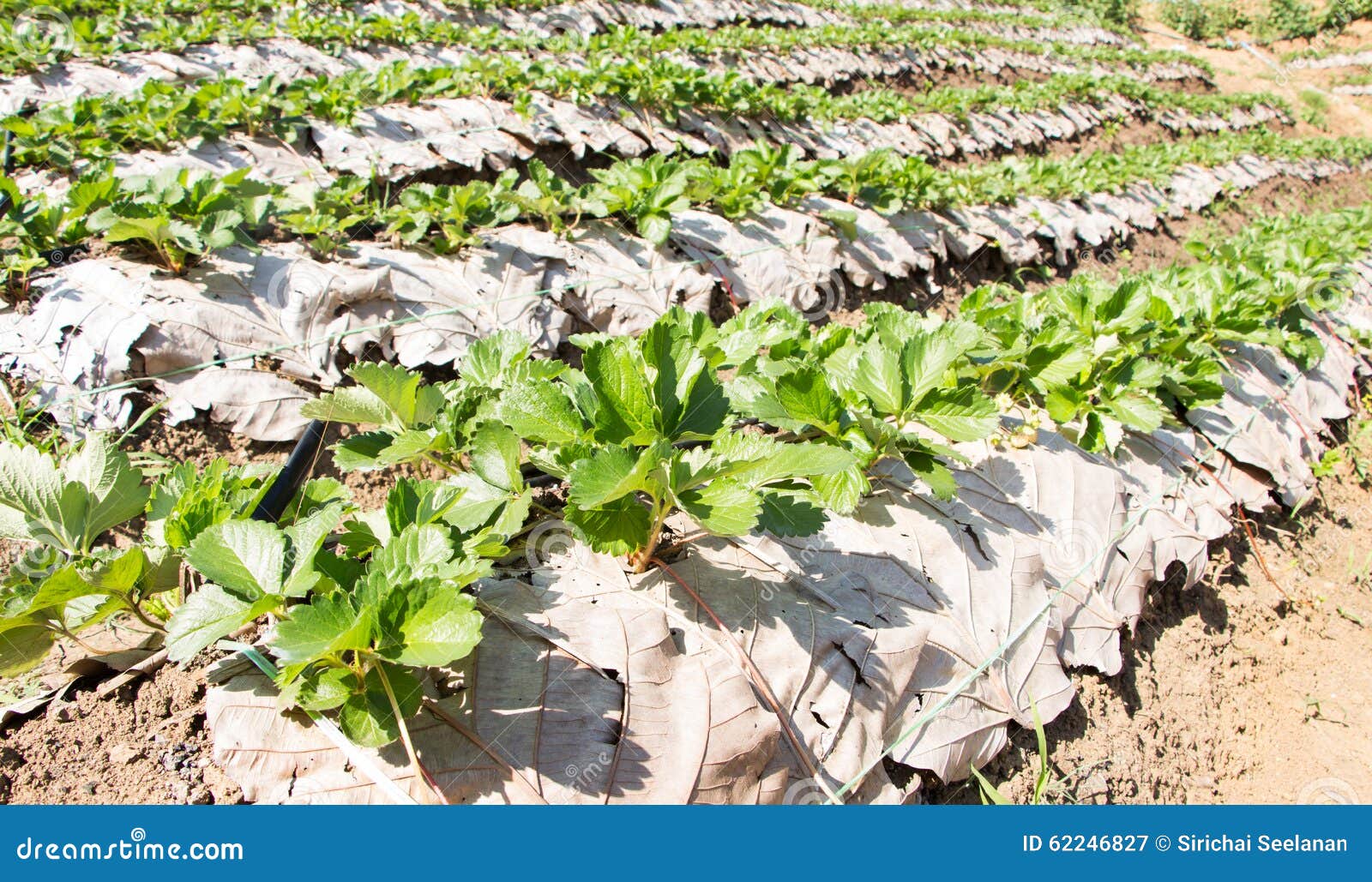 Rows of strawberry farm stock image. Image of farming - 62246827