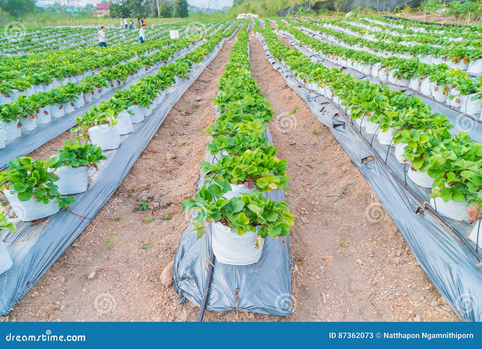 Rows of strawberry. stock image. Image of tree, beautiful - 87362073