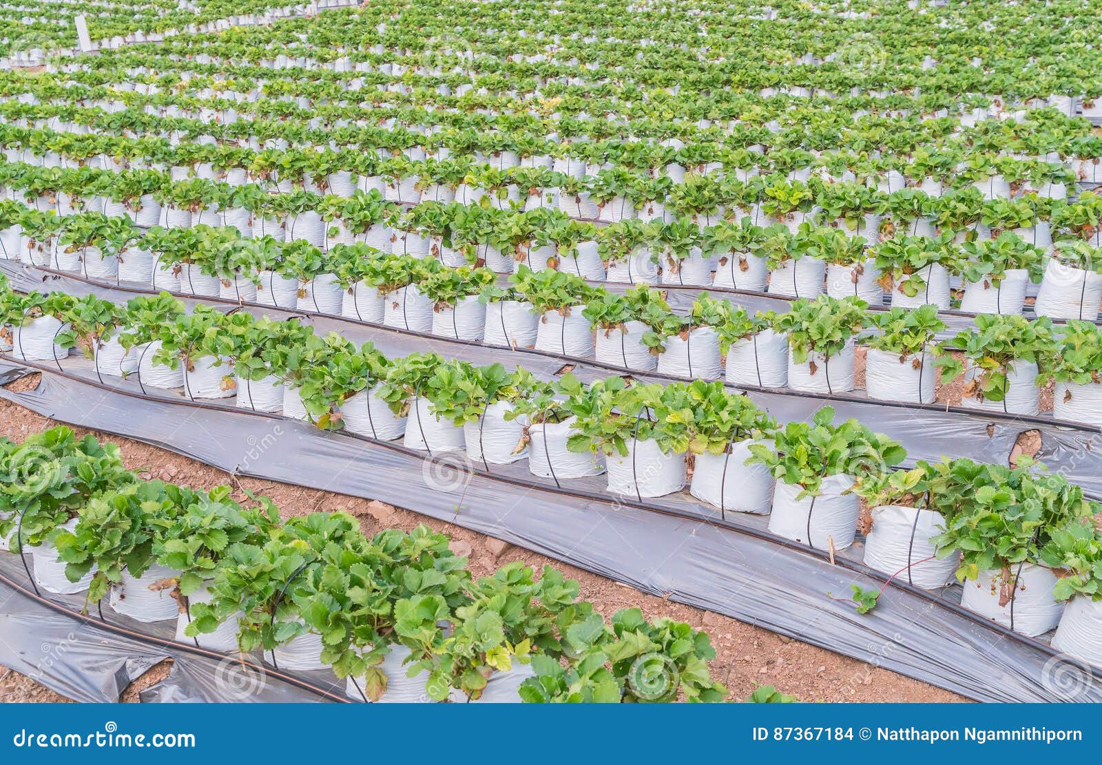 Rows of strawberry. stock photo. Image of nature, wood - 87367184