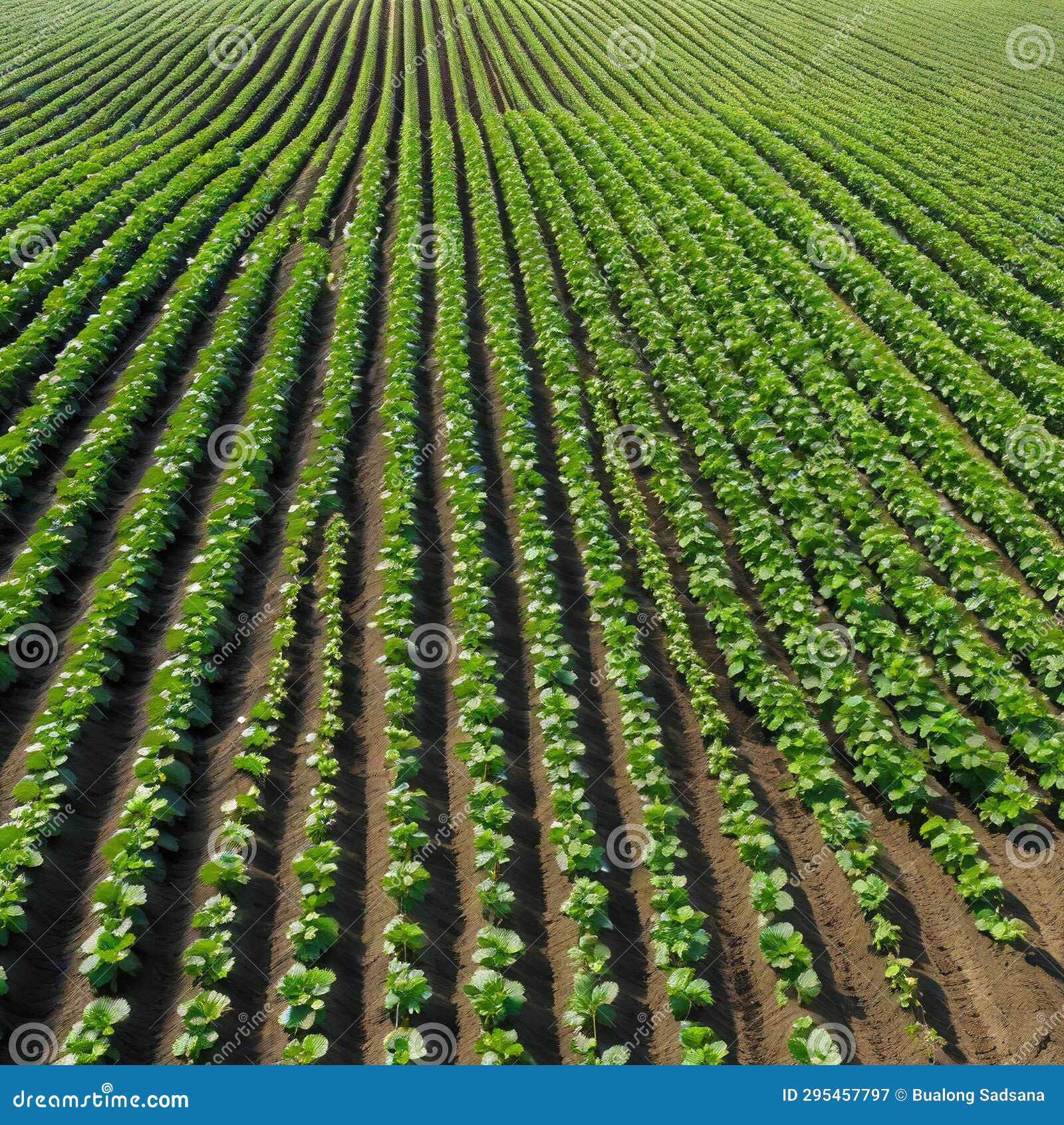 Rows of Strawberry on Ground Covered by Plastic Mulch Film Cultivation ...