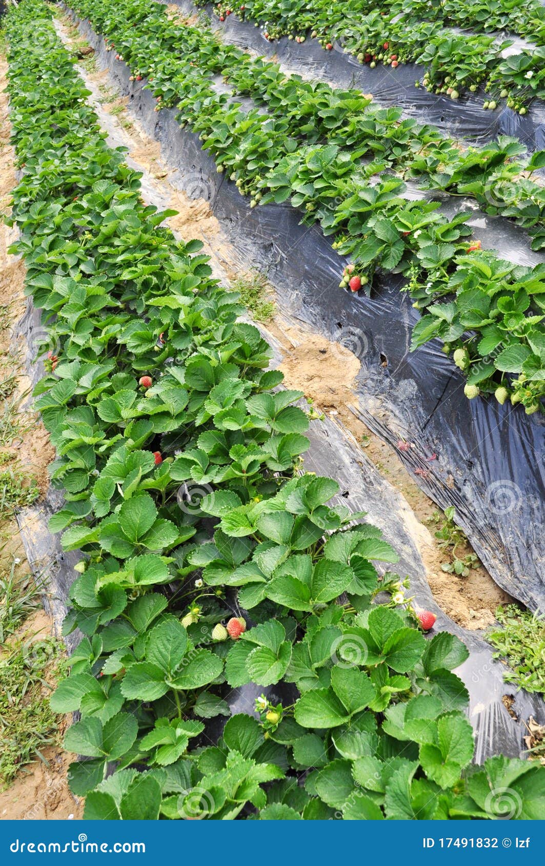 Rows of strawberry plants stock photo. Image of growth - 17491832