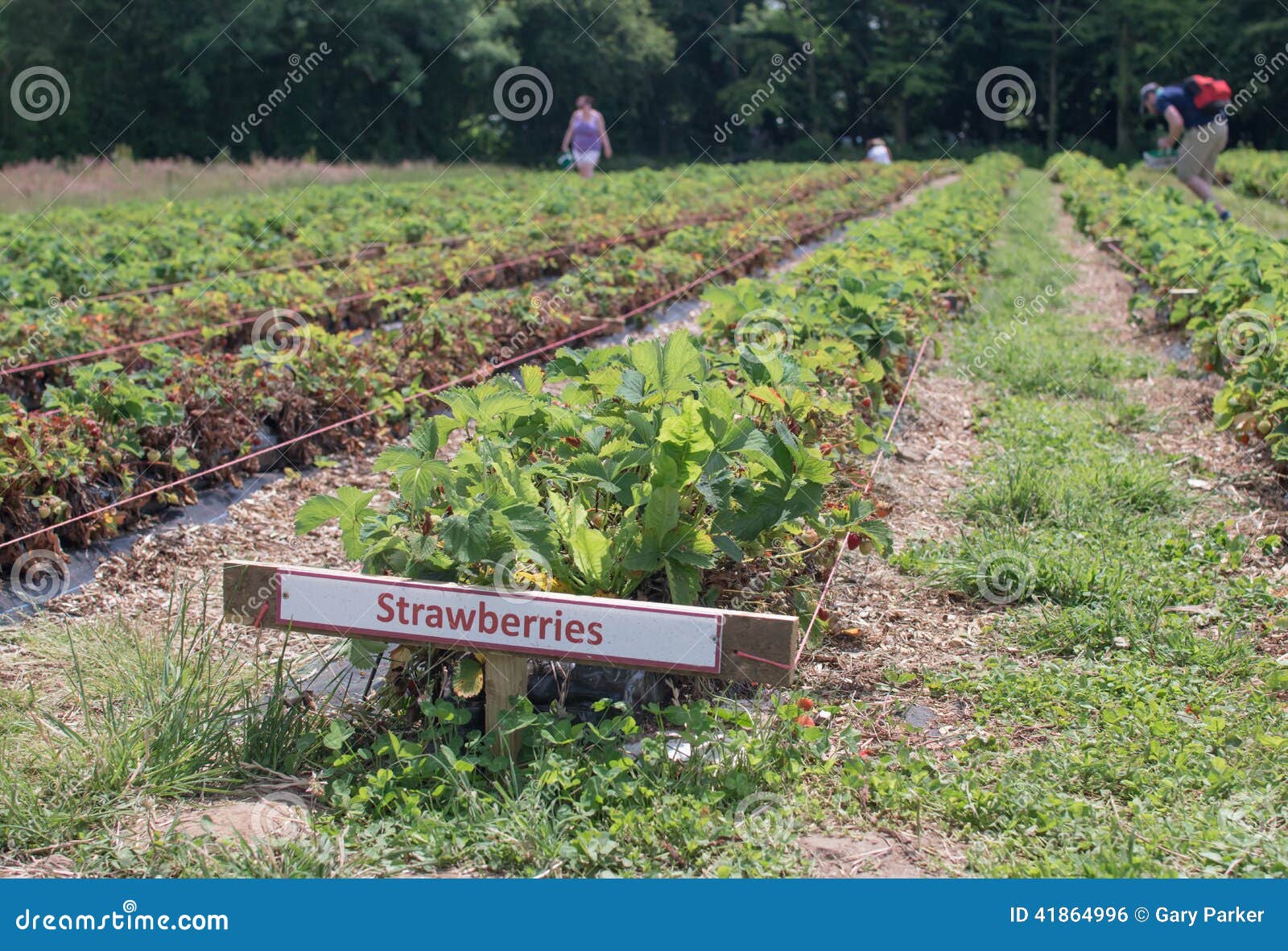 Rows of Strawberry Plants stock photo. Image of nature - 41864996