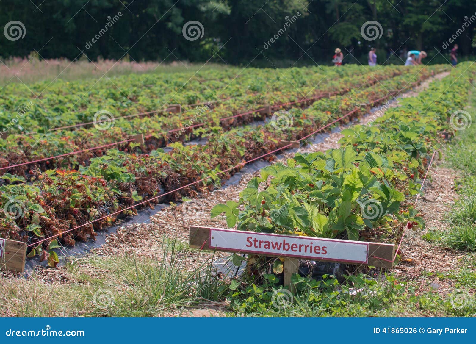Rows of Strawberry Plants stock photo. Image of juicy - 41865026