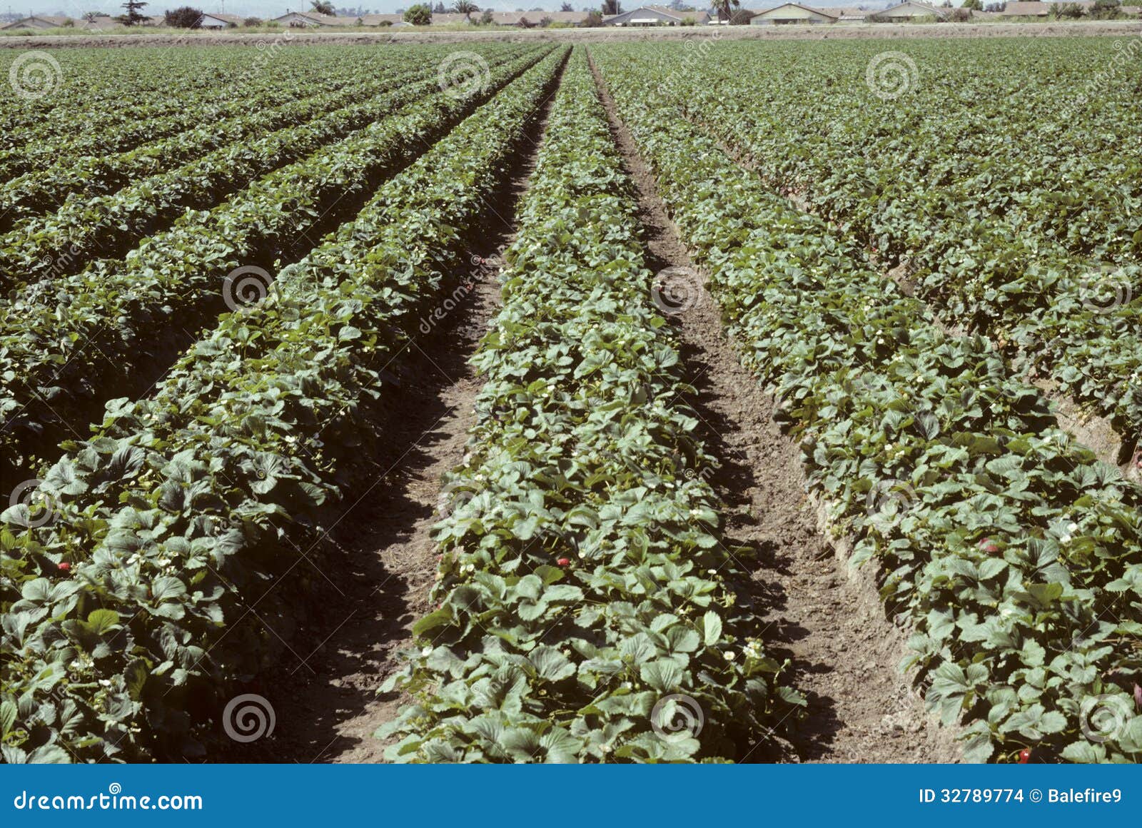 Rows of Strawberry Plants in a Field Stock Photo - Image of ...