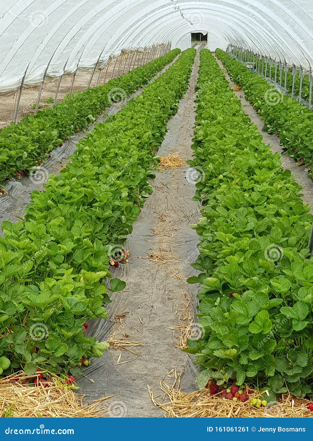 Rows of Strawberry Plants Protected by Greenhouse Structures Stock ...