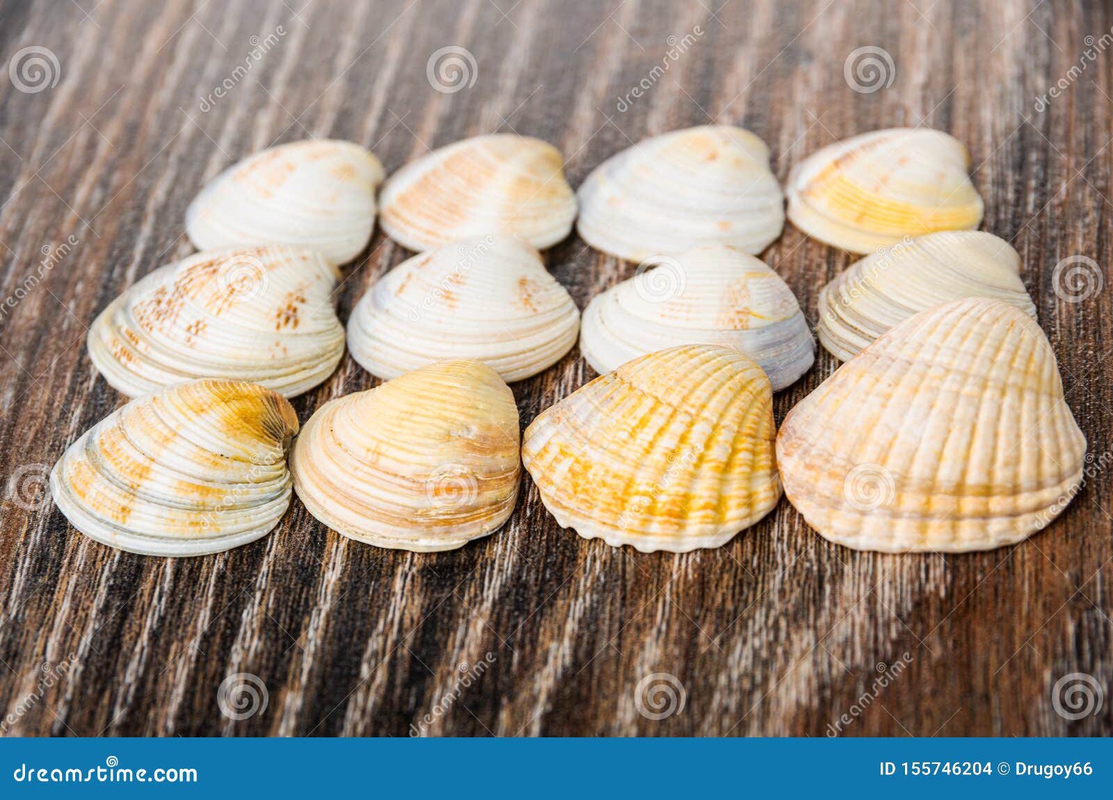 Rows of Striped Seashells on Wooden Table Stock Photo - Image of ...