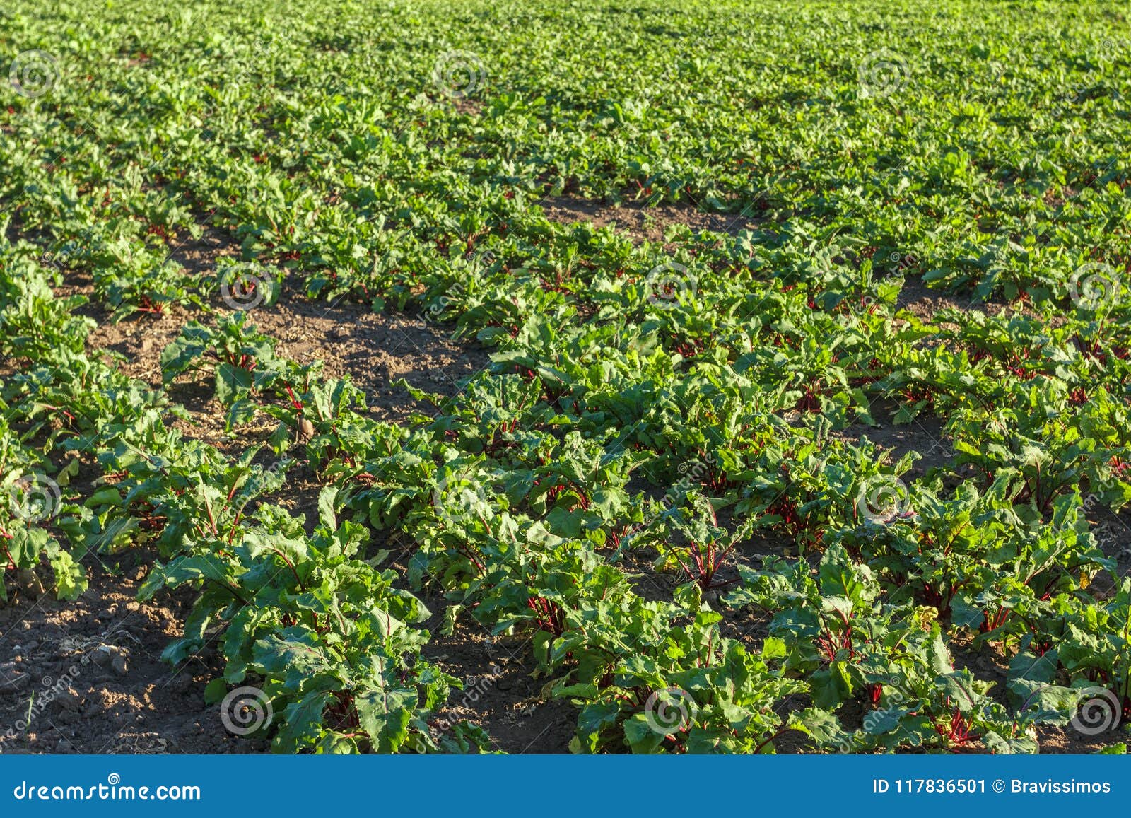 Sugar Beet in a Field. Rural Scene. Crop and Farming Stock Image ...