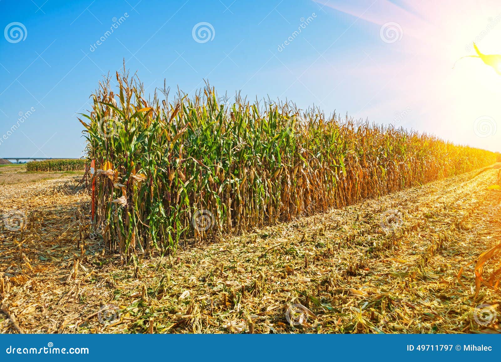 Rows of Tall Corn on Field Sunrise at Harvest Stock Image - Image of ...