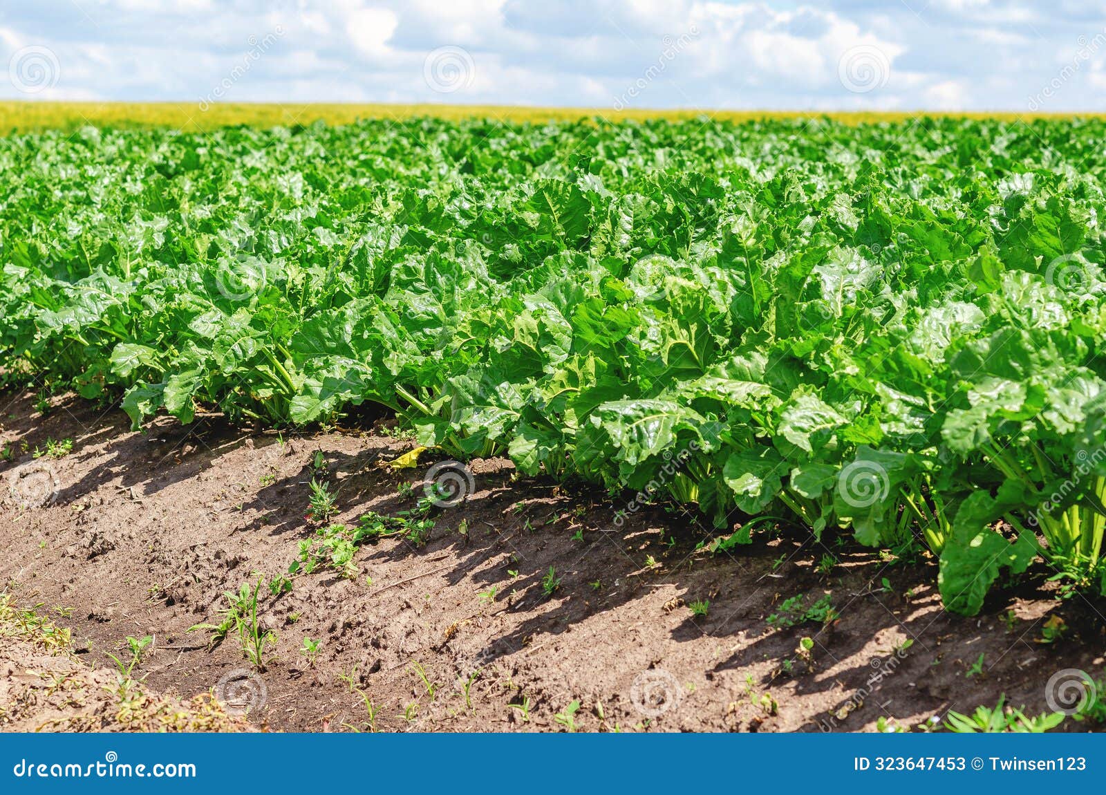 Rows of Tall Green Beetroot Leaves in Dry Soil. Side View of a Beet ...