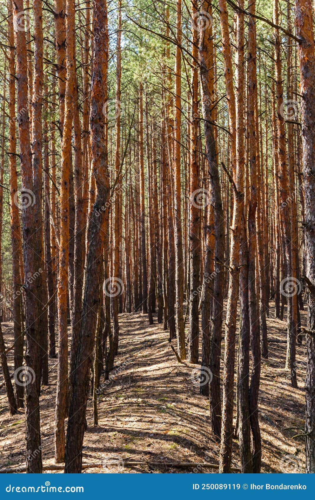 Rows of the Tall Pine Trees in a Forest on Spring Stock Image - Image ...