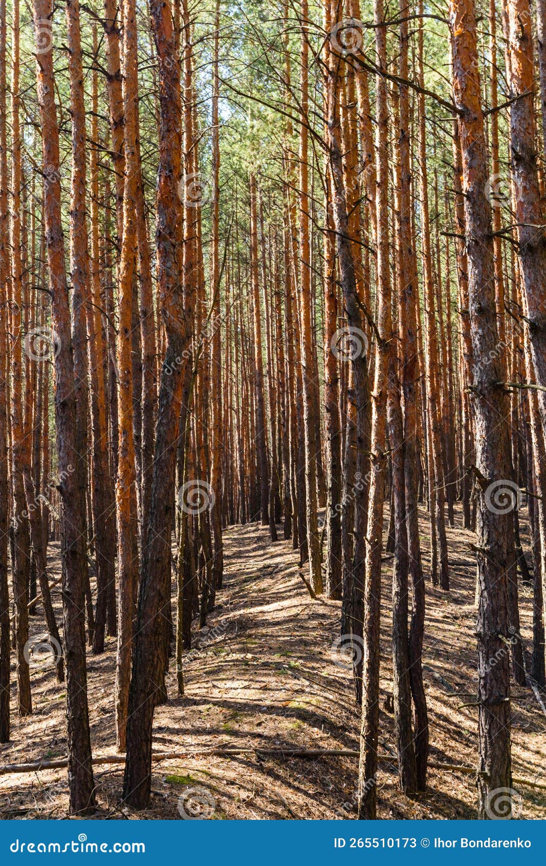 Rows of the Tall Pine Trees in a Forest on Spring Stock Image - Image ...