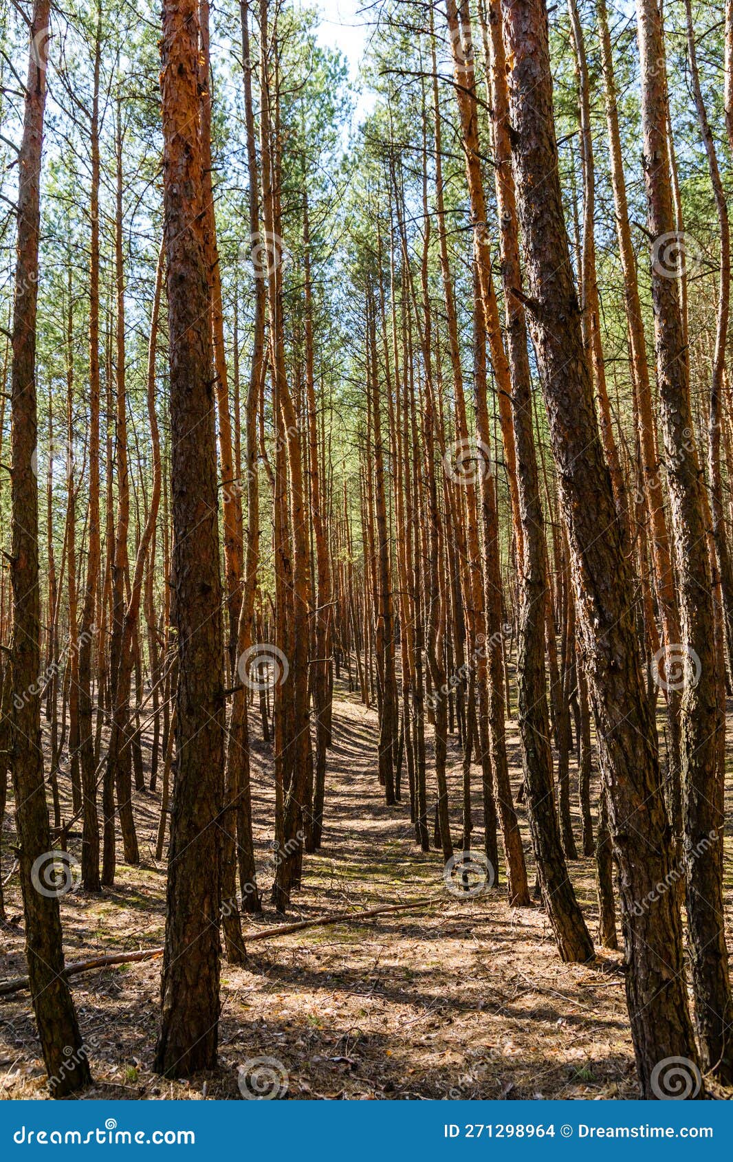 Rows of the Tall Pine Trees in a Forest on Spring Stock Photo - Image ...