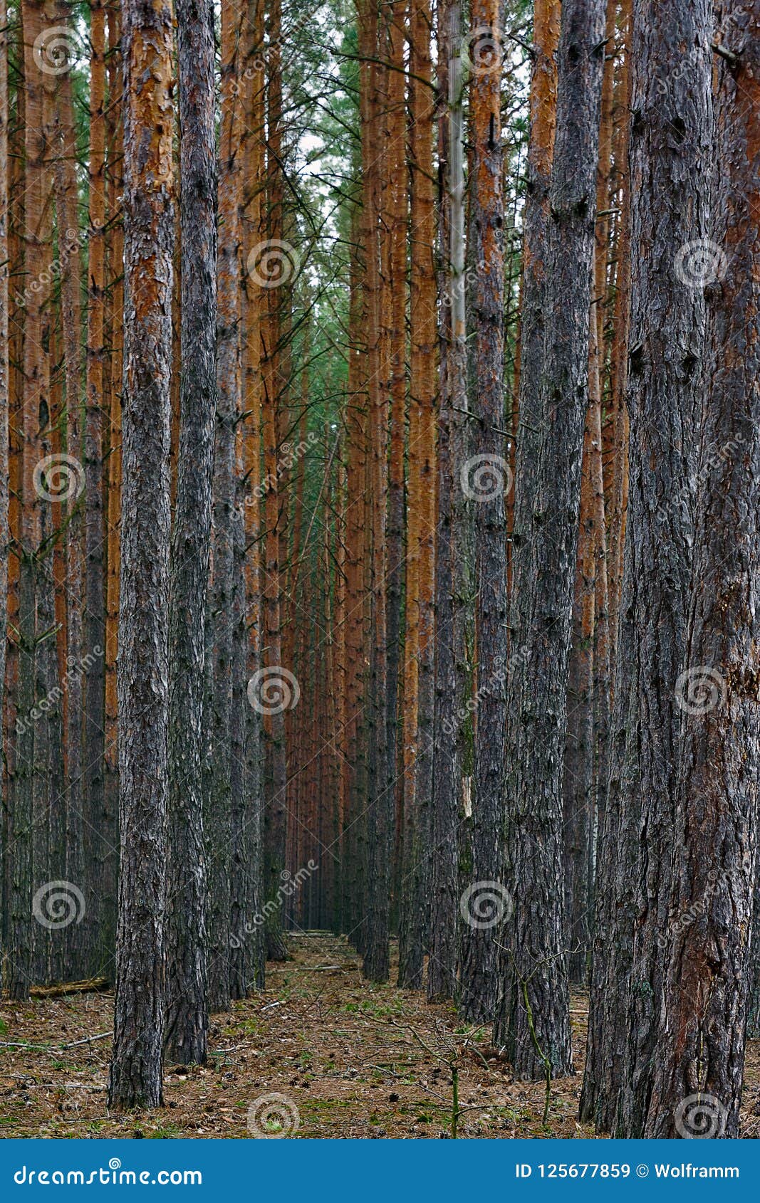 Rows of Tall Pines in the Forest Stock Image - Image of vista, trees ...