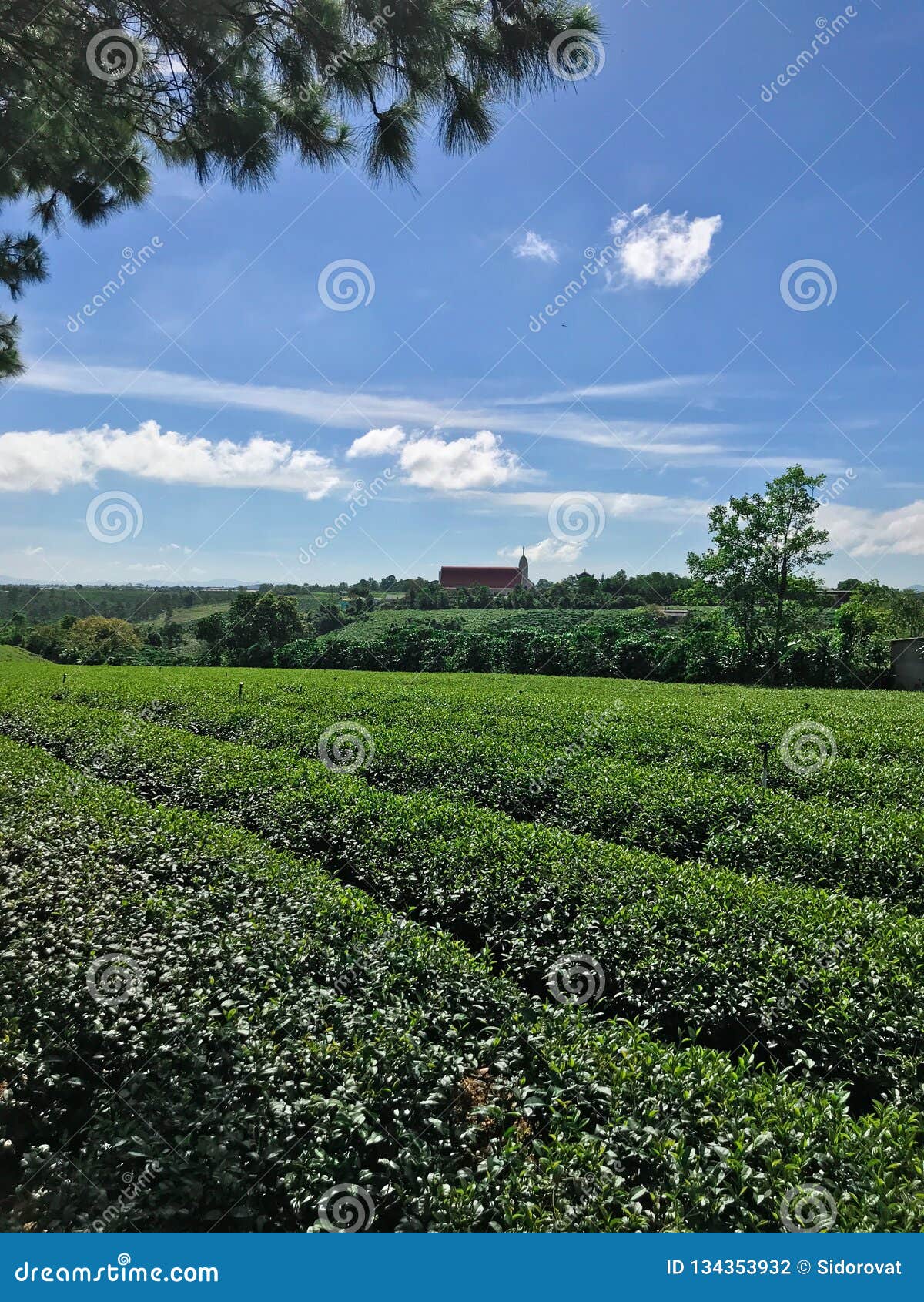 Rows of Tea Plants at a Tea Farm in Vietnam Stock Photo - Image of ...