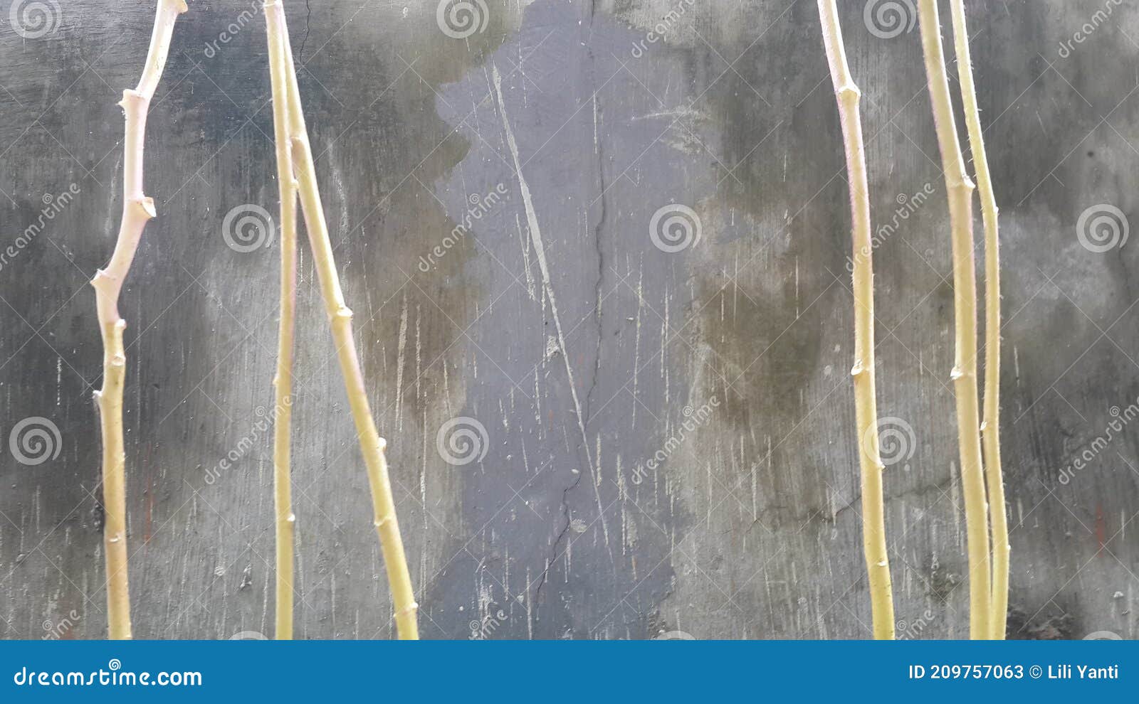 Rows of Thin Brown Sticks of Okra Trees Against a Backdrop of Walls ...