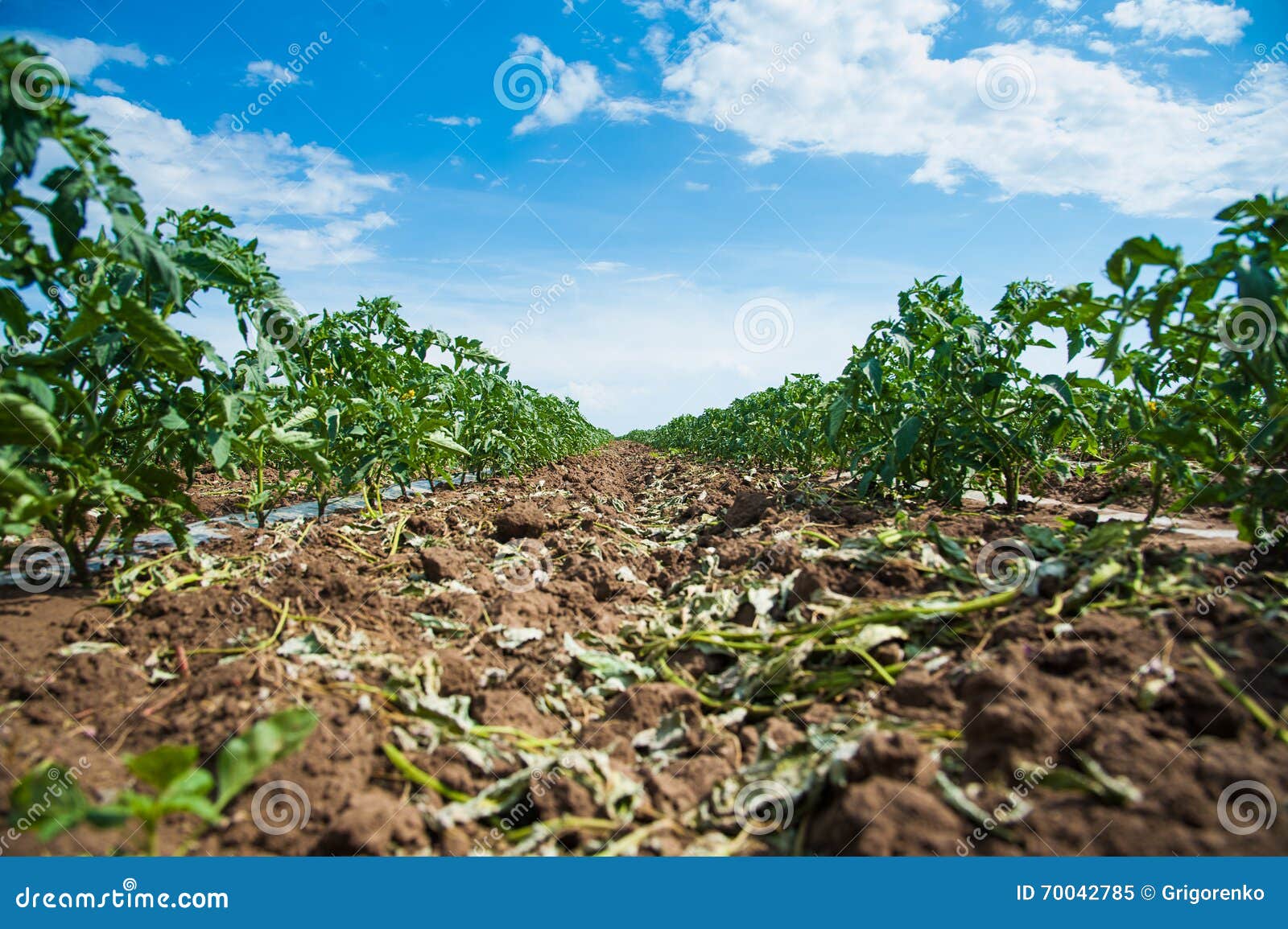 Rows of tomato plants stock image. Image of crop, tomato - 70042785