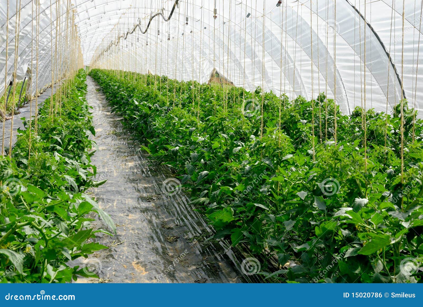 Rows of Tomato Plants in a Greenhouse Stock Photo - Image of farming ...