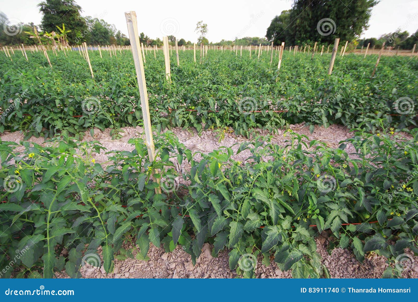 Rows of tomato plants stock photo. Image of leaf, eating - 83911740