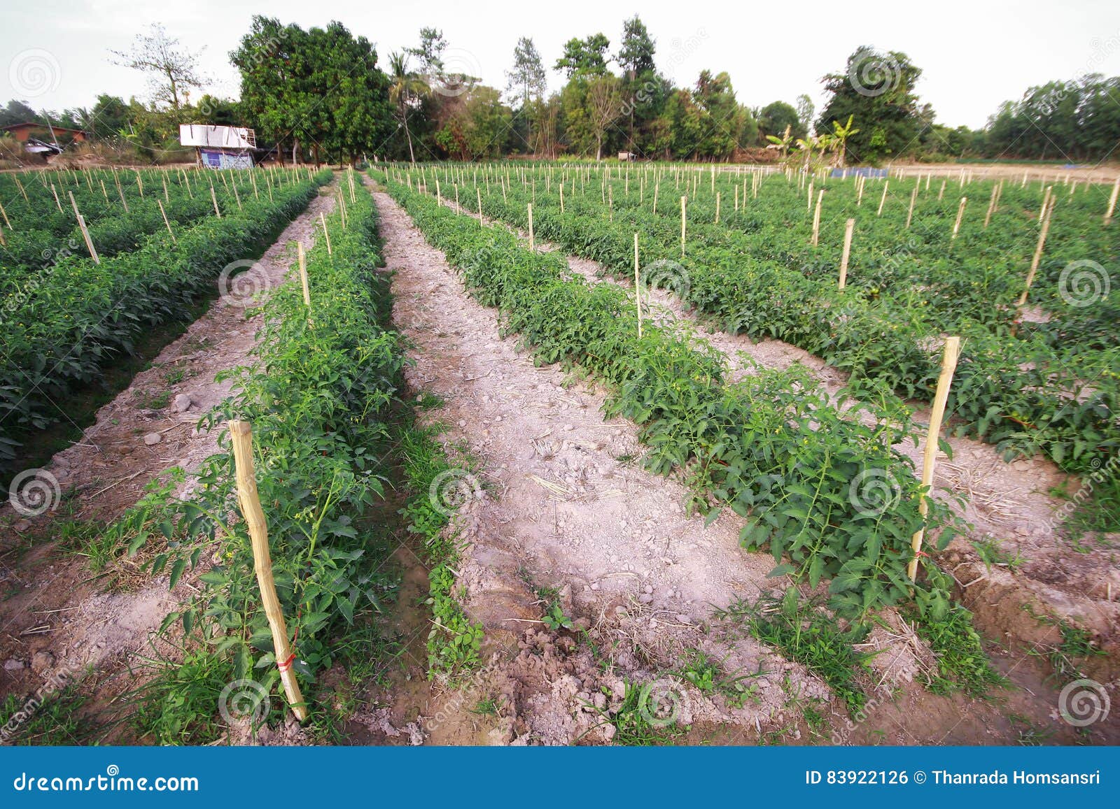Rows of tomato plants stock photo. Image of garden, greenhouse - 83922126