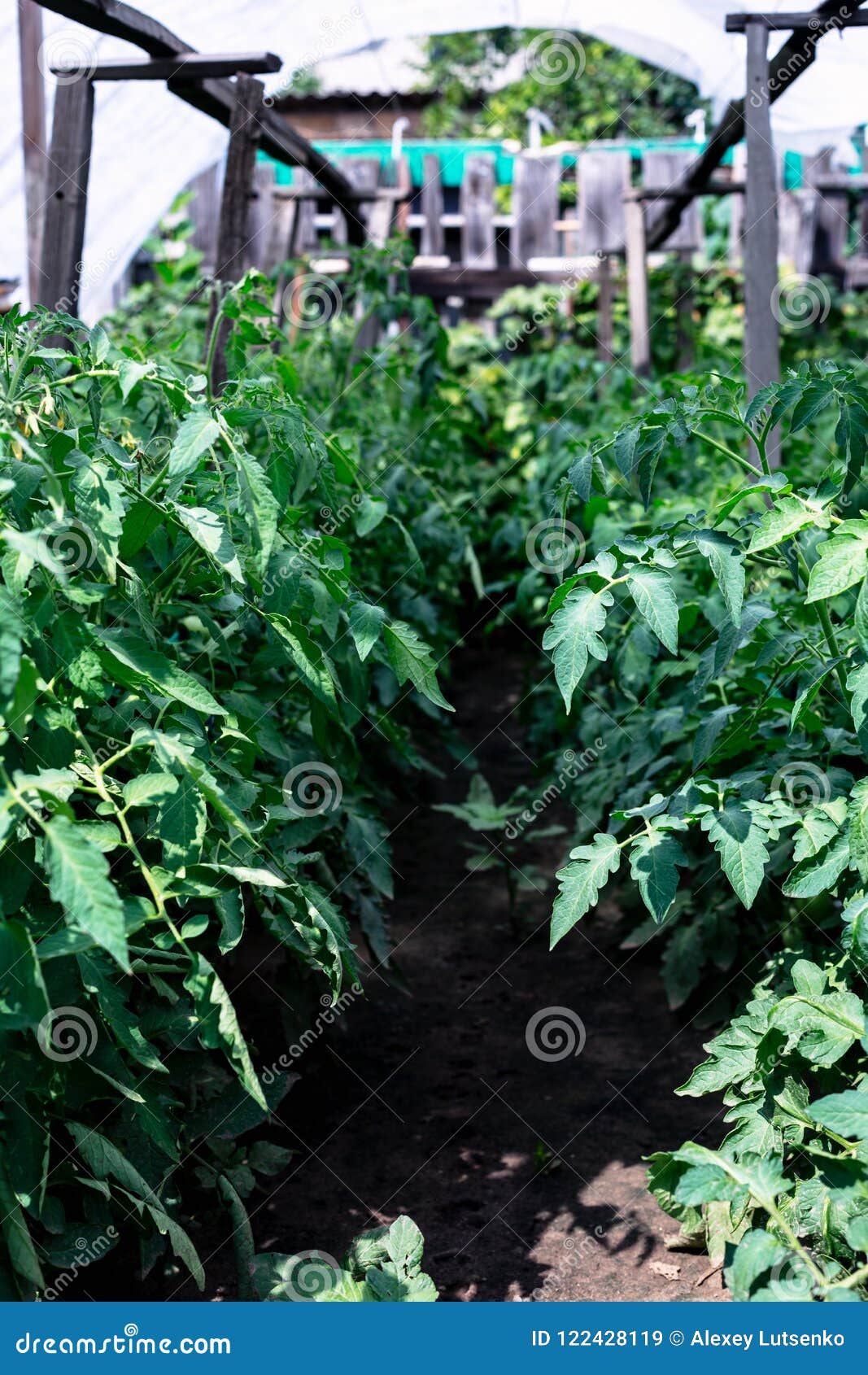 The Rows of Tomato Seedlings Home-grown Produce. Stock Image - Image of ...