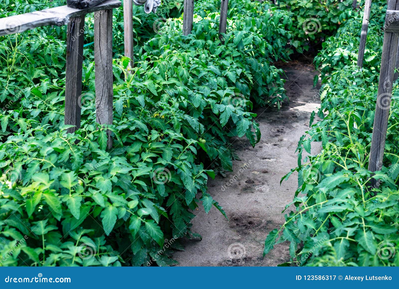 The Rows of Tomato Seedlings Home-grown Produce. Stock Image - Image of ...