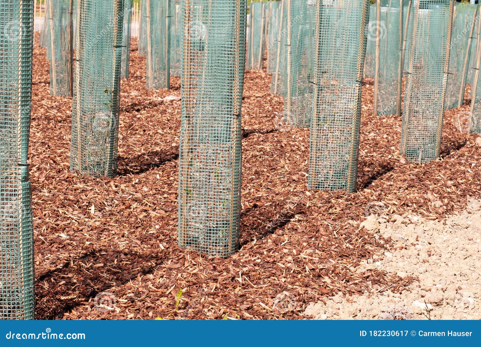 Rows of Tree Seedlings on Bark Mulch Stock Image - Image of wood ...