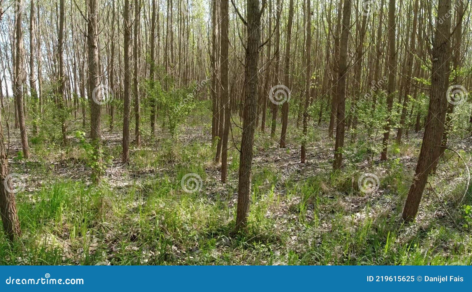 Rows of Tree Trees in the Forest and a View of Their Canopy by Walking ...