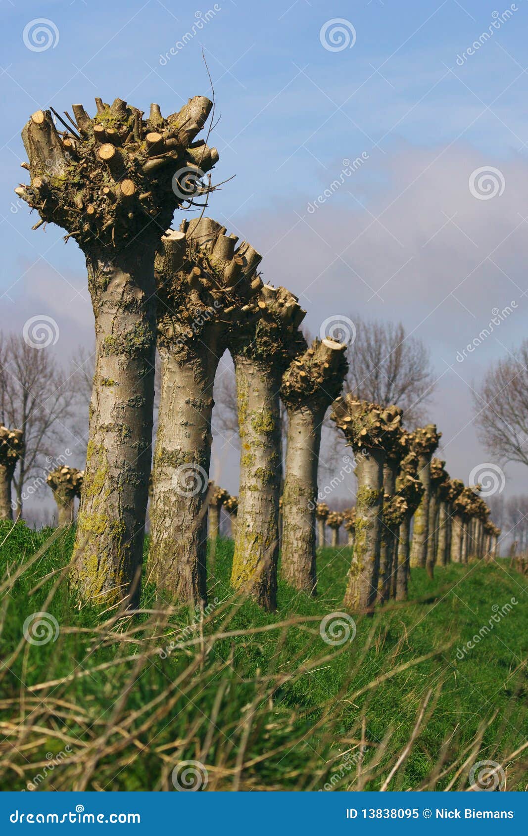 Rows of trees stock image. Image of agriculture, back - 13838095