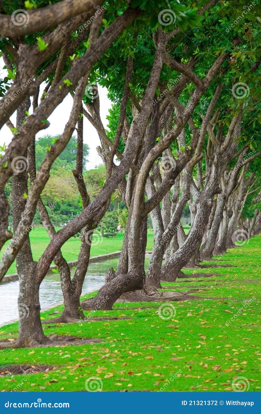 Rows of trees stock photo. Image of environmental, season - 21321372