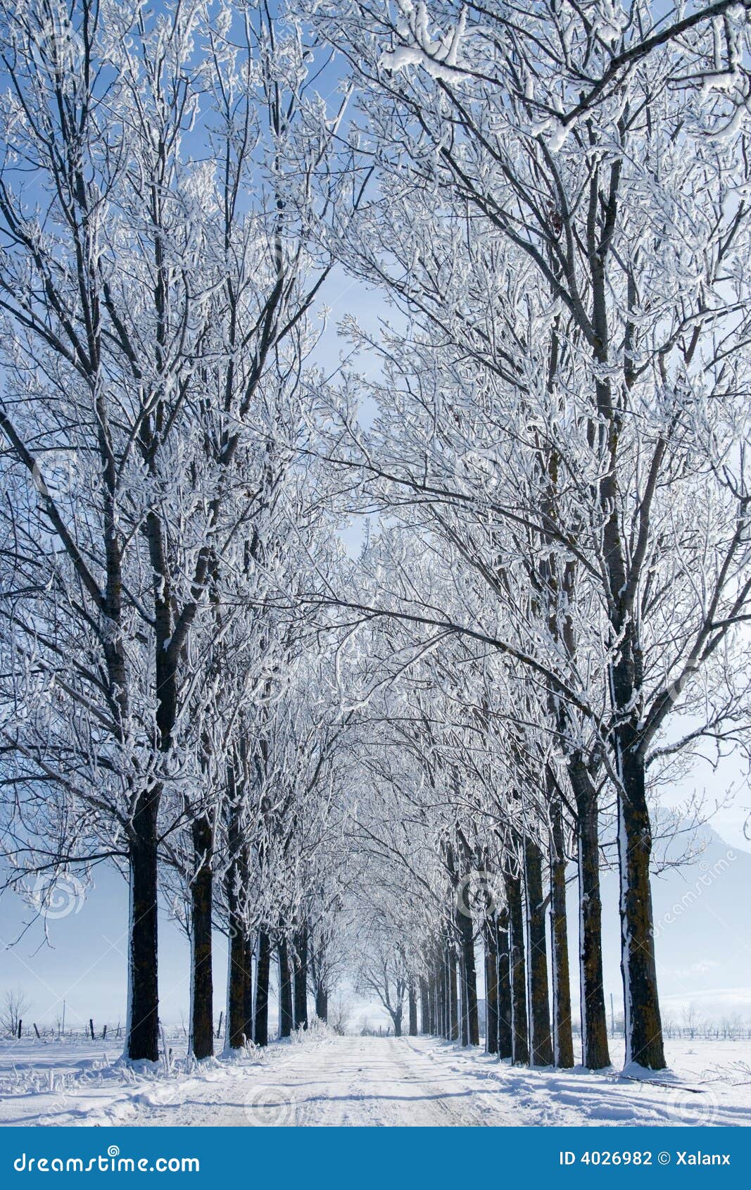 Rows of trees stock photo. Image of repetition, growth - 4026982