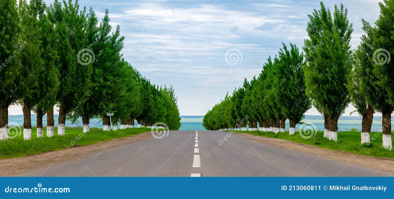 A Rows of Trees Along the Road Stock Image - Image of field, street ... A Rows of Trees Along the Road Stock Image - Image of field, street ...