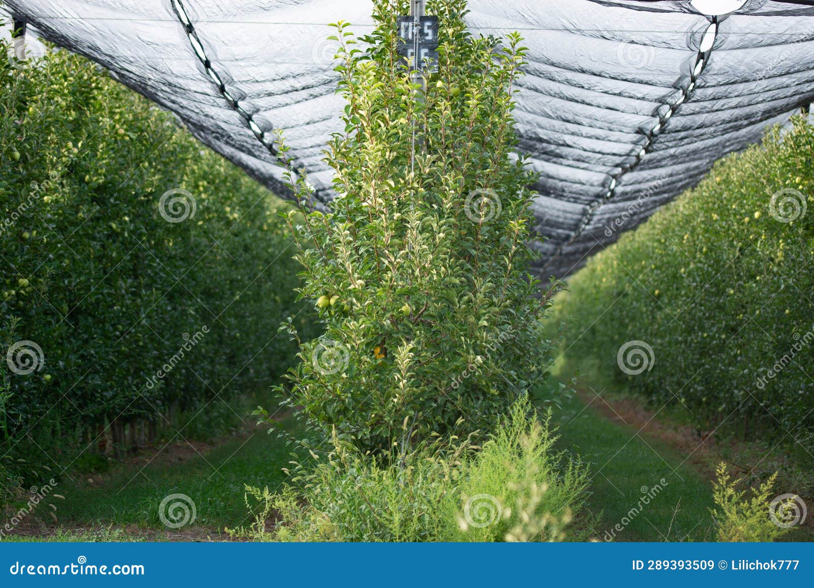 Rows of Trees in an Apple Orchard, Apple Harvest Stock Image - Image of ...