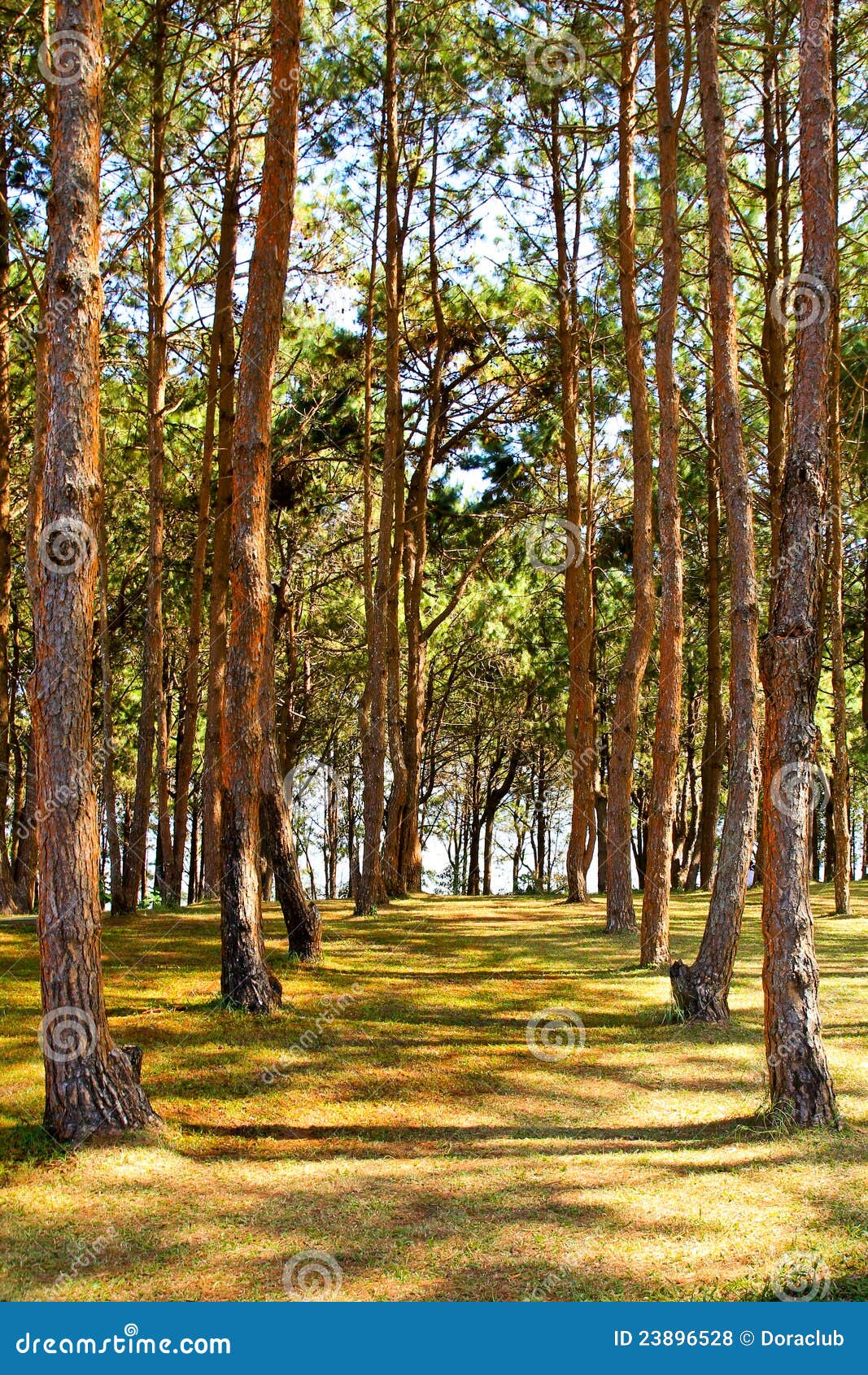 Rows of Trees Being Tapped in a Plantation. Stock Photo - Image of ...