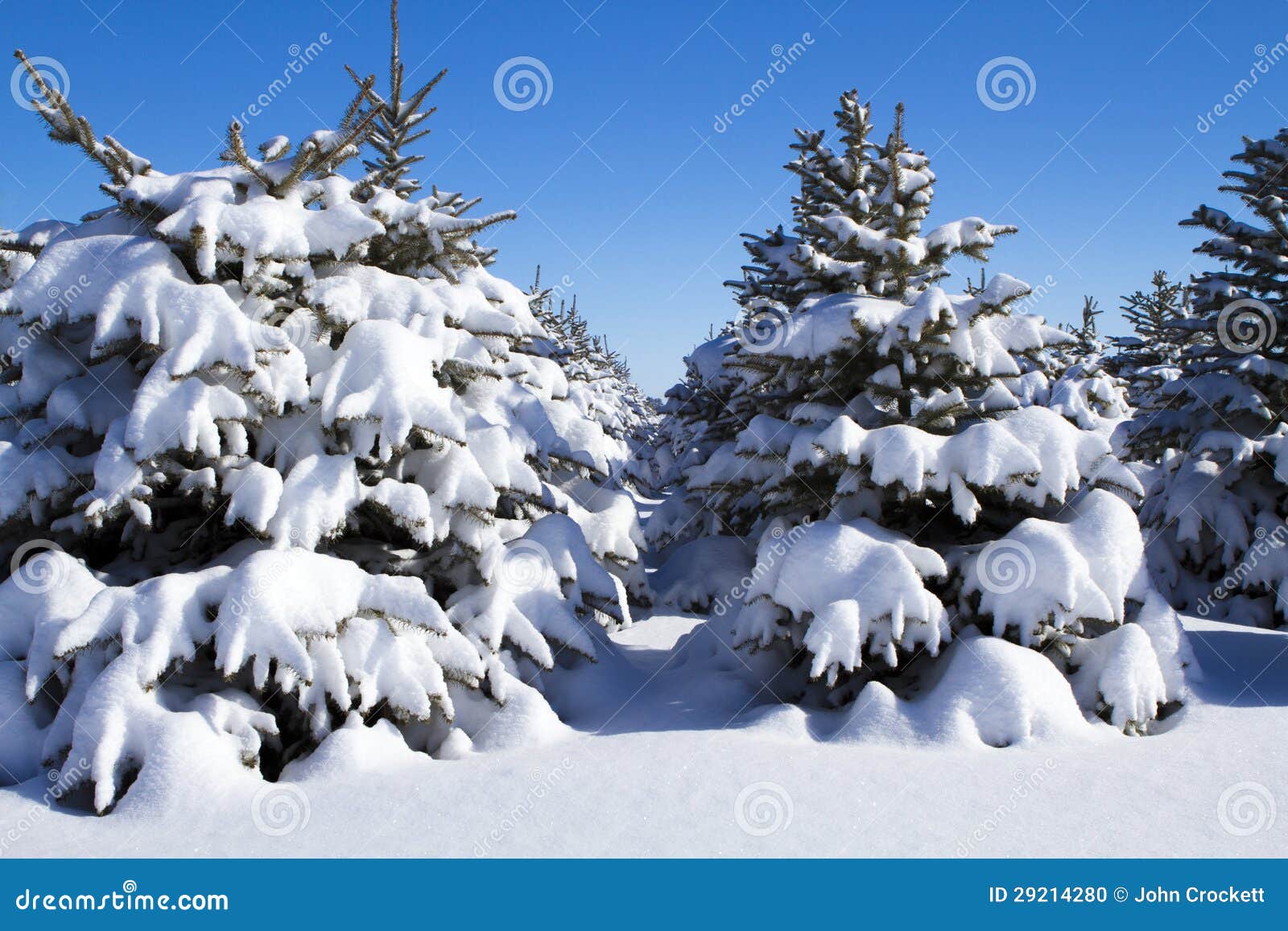 Rows of Trees Covered with Snow Stock Photo - Image of fresh, branches ...