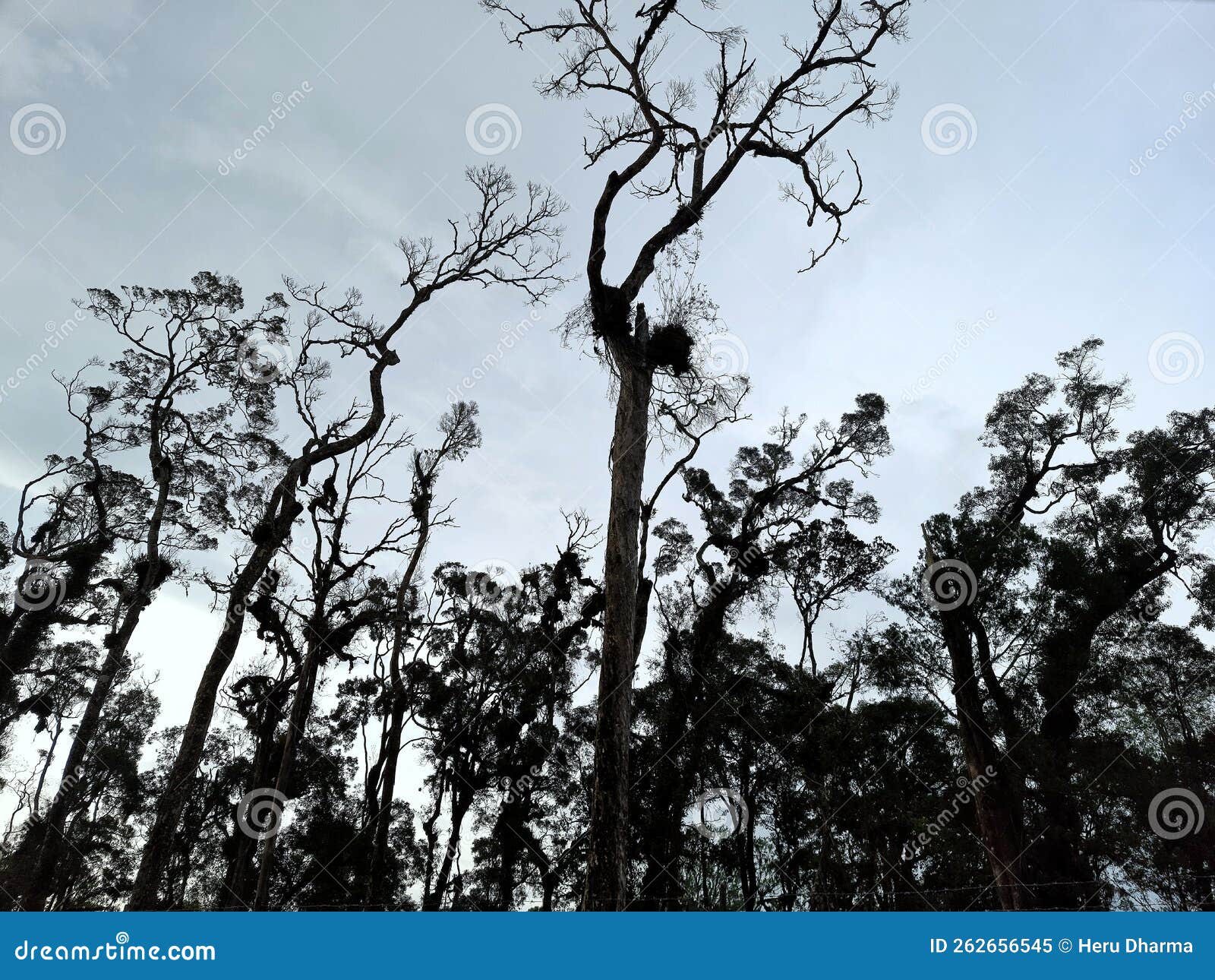 Rows of Trees Drying Up because of the Heat Stock Image - Image of ...