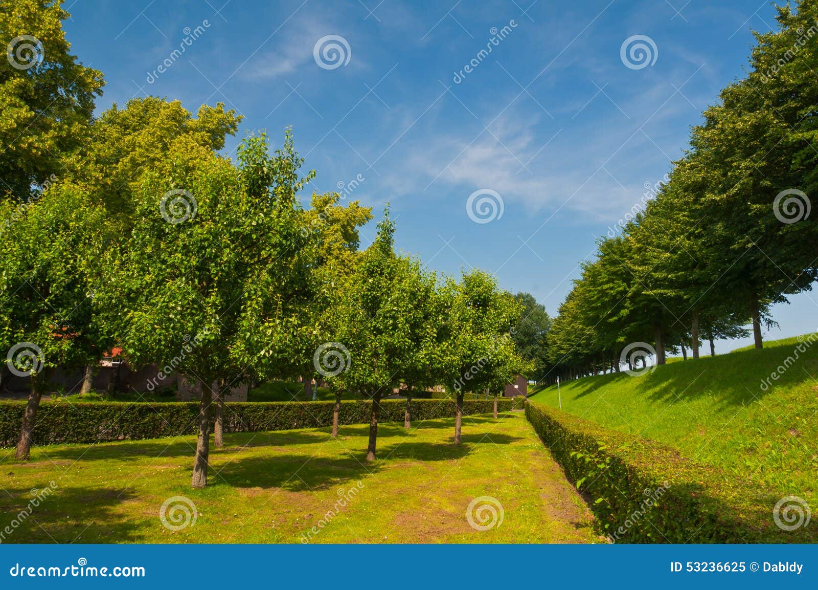 Rows of Trees stock image. Image of background, outdoor - 53236625