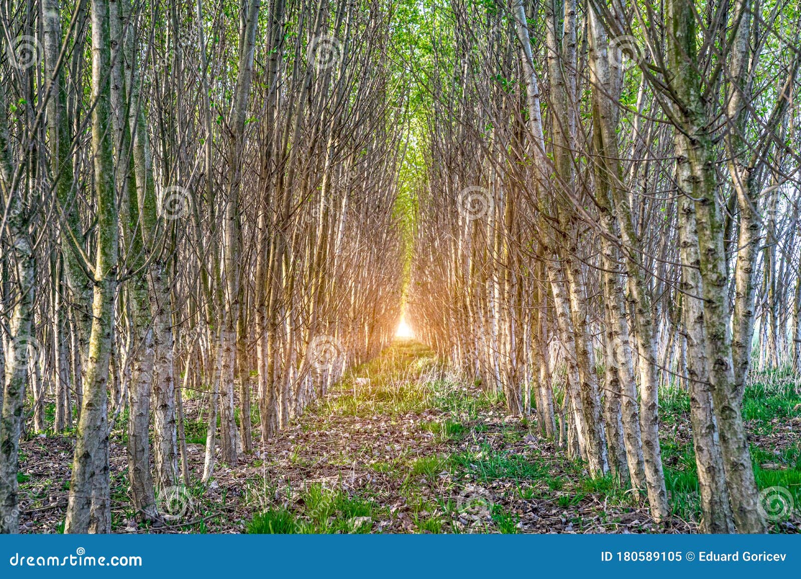 Rows of Trees in the Forest Planted by Man for the Restoration of ...