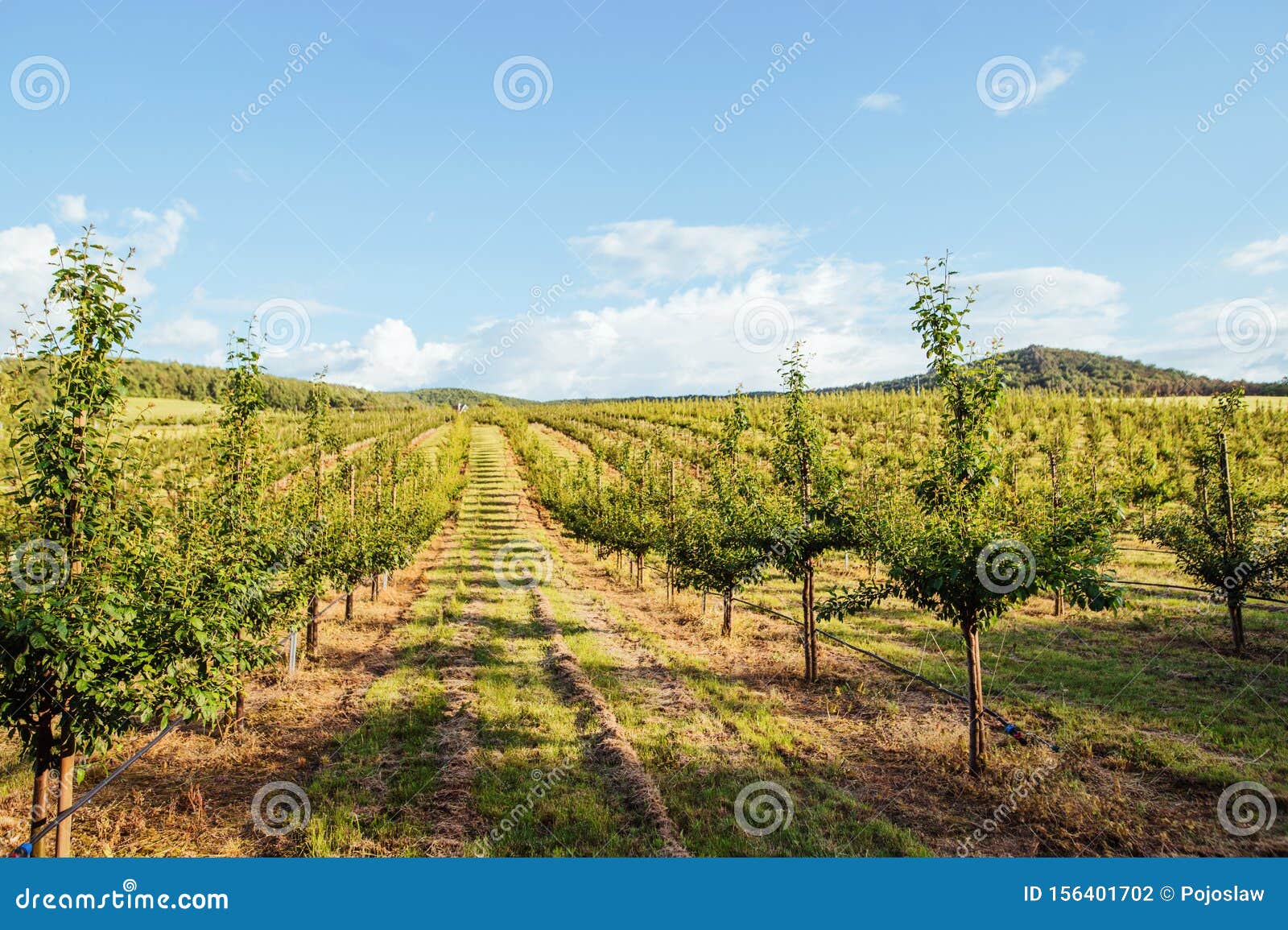 Rows of Trees in a Fruit Orchard. Stock Photo - Image of business ...