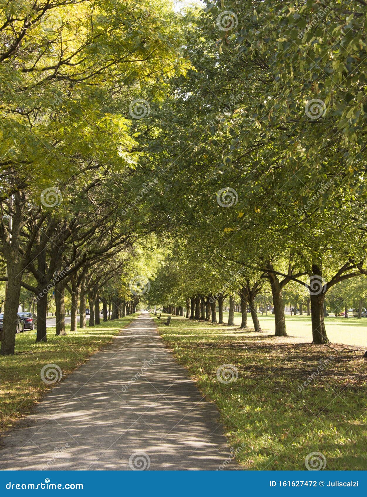 Tree-lined walking path stock photo. Image of road, foliage - 161627472
