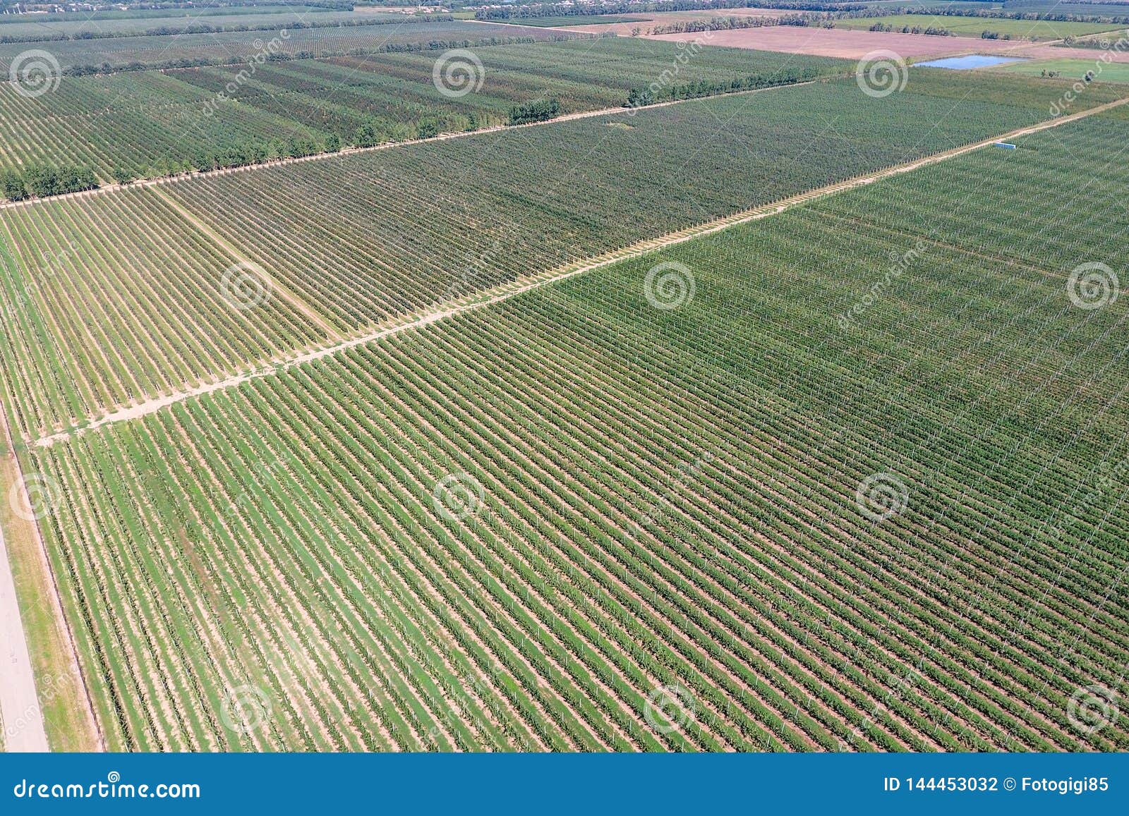 Rows of Trees in the Garden. Aerophotographing, Top View Stock Photo ...