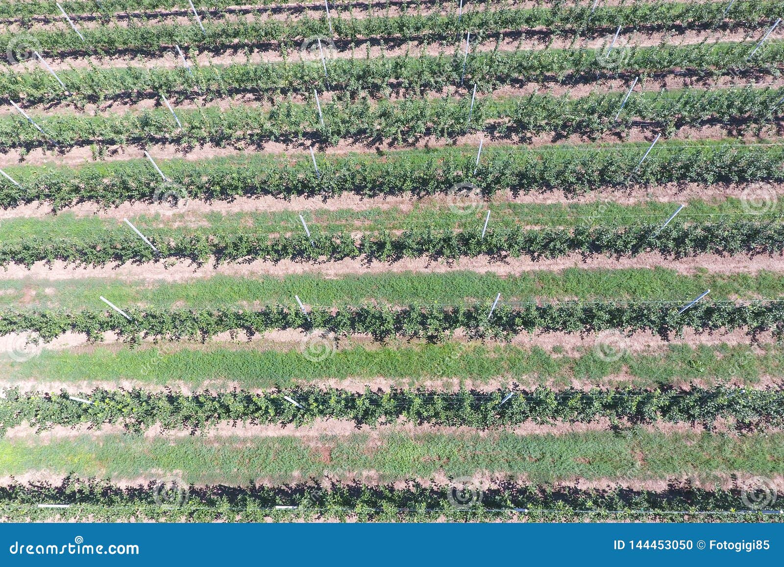 Rows of Trees in the Garden. Aerophotographing, Top View Stock Photo ...