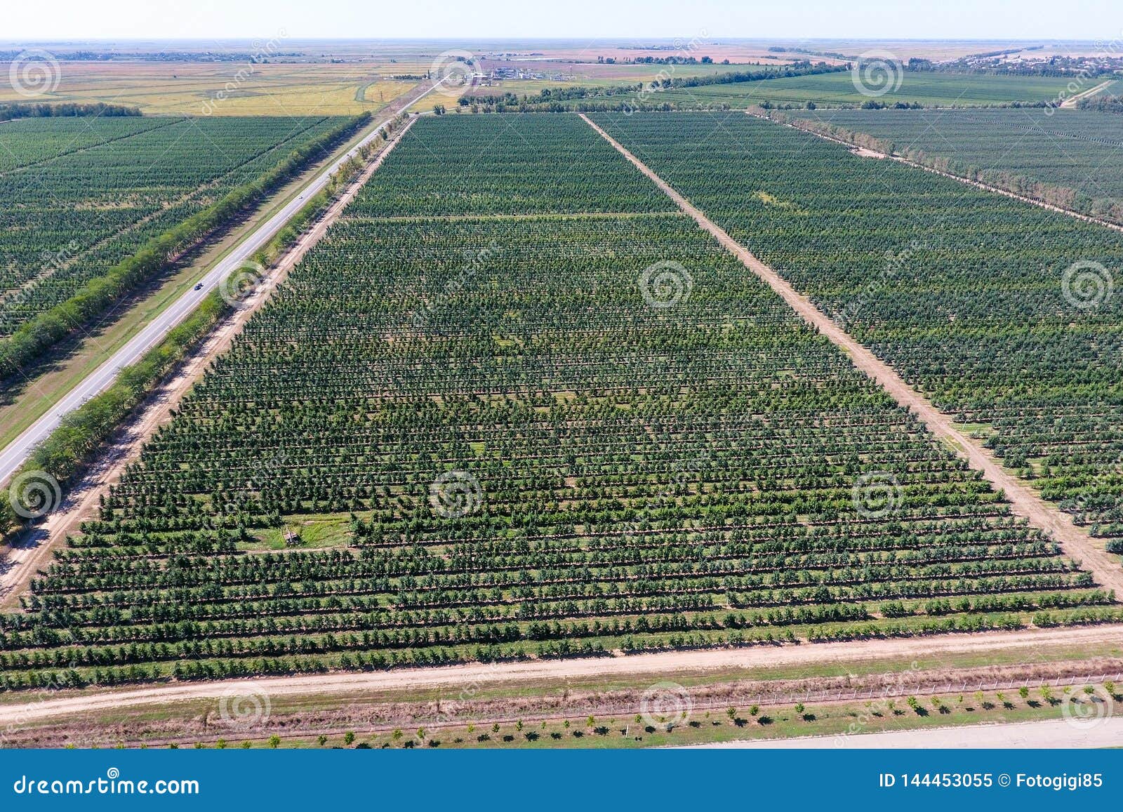 Rows of Trees in the Garden. Aerophotographing, Top View Stock Image ...