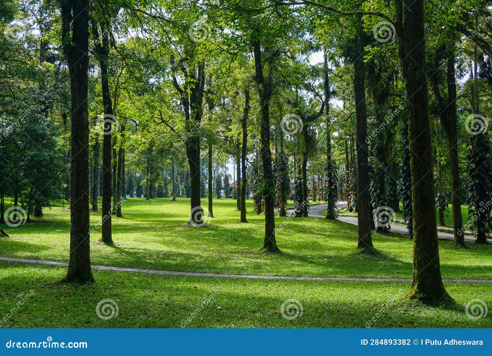 Rows of Trees and Green Grass Field. Good Illustration for Nature ...