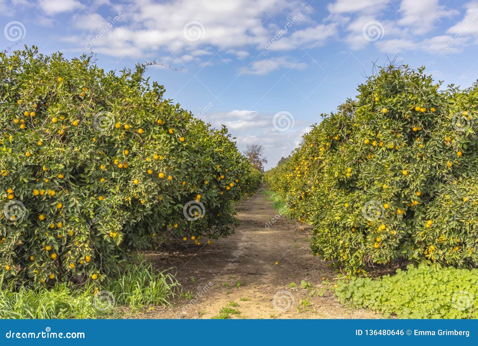Rows of Trees with Ripe Oranges Against a Blue Sky with Clouds Stock ...